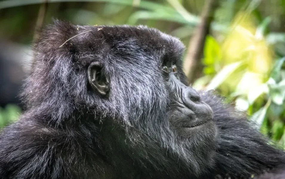 Rwanda deploys eDNA to track endangered primates in remote terrain