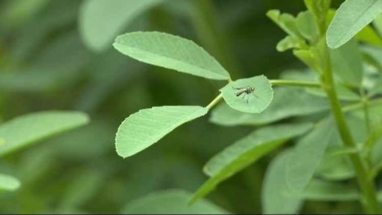 1st human case of West Nile virus reported in Jefferson County