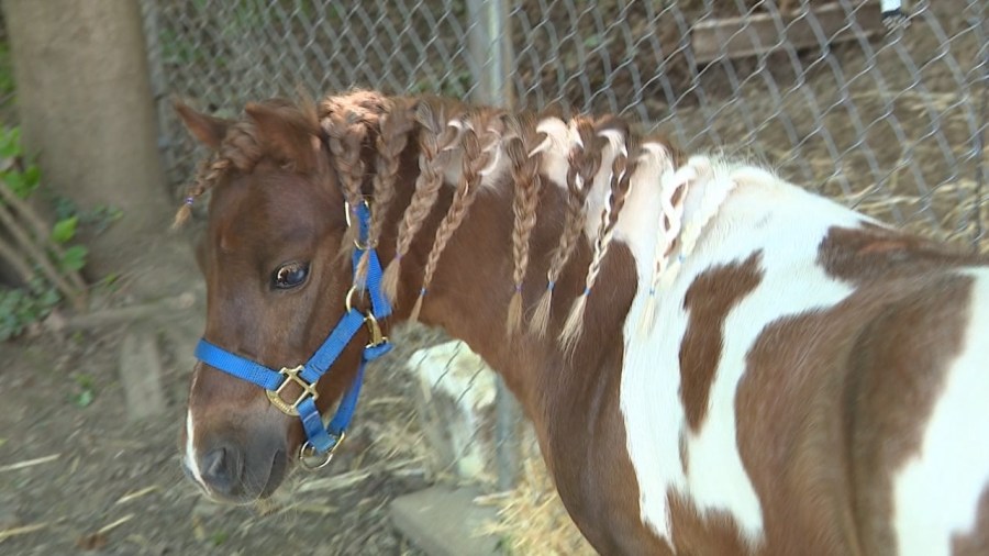 Hold on to your horses: How Austintown’s roaming pony safely returned home