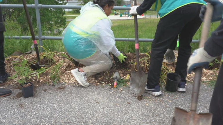 Volunteers plant trees in Lewiston park