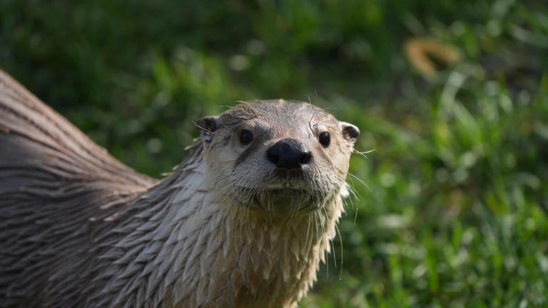 Une cure de jouvence pour le Bioparc de la Gaspésie