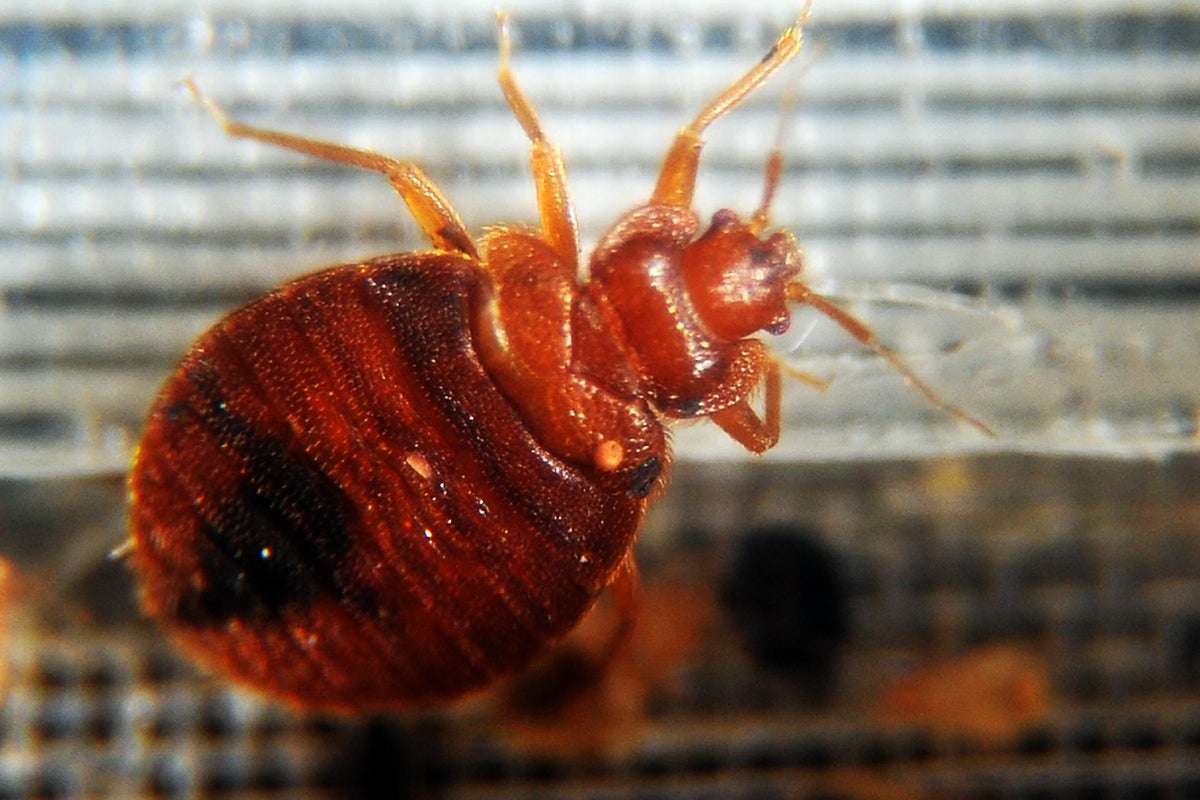 Agency charged with tracking pests keeps getting bed bugs