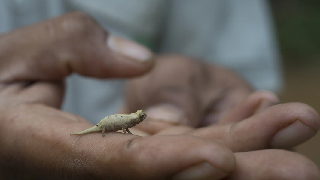 12 remarkably small animals from around the world