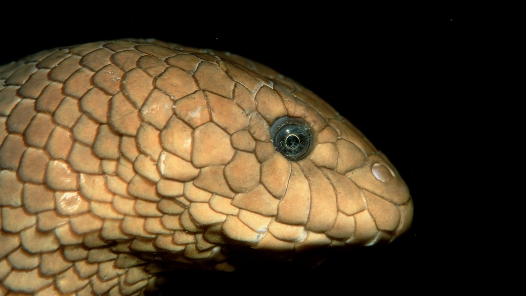 Sea snakes from prehistory to the present