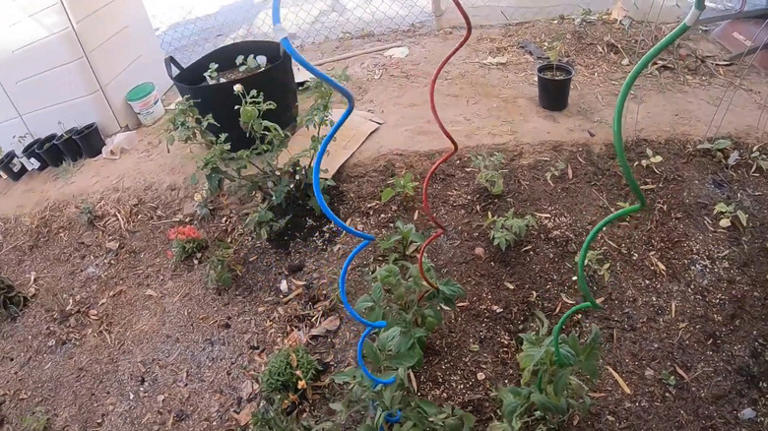 The neat tomato cage alternative that won't clutter your garden