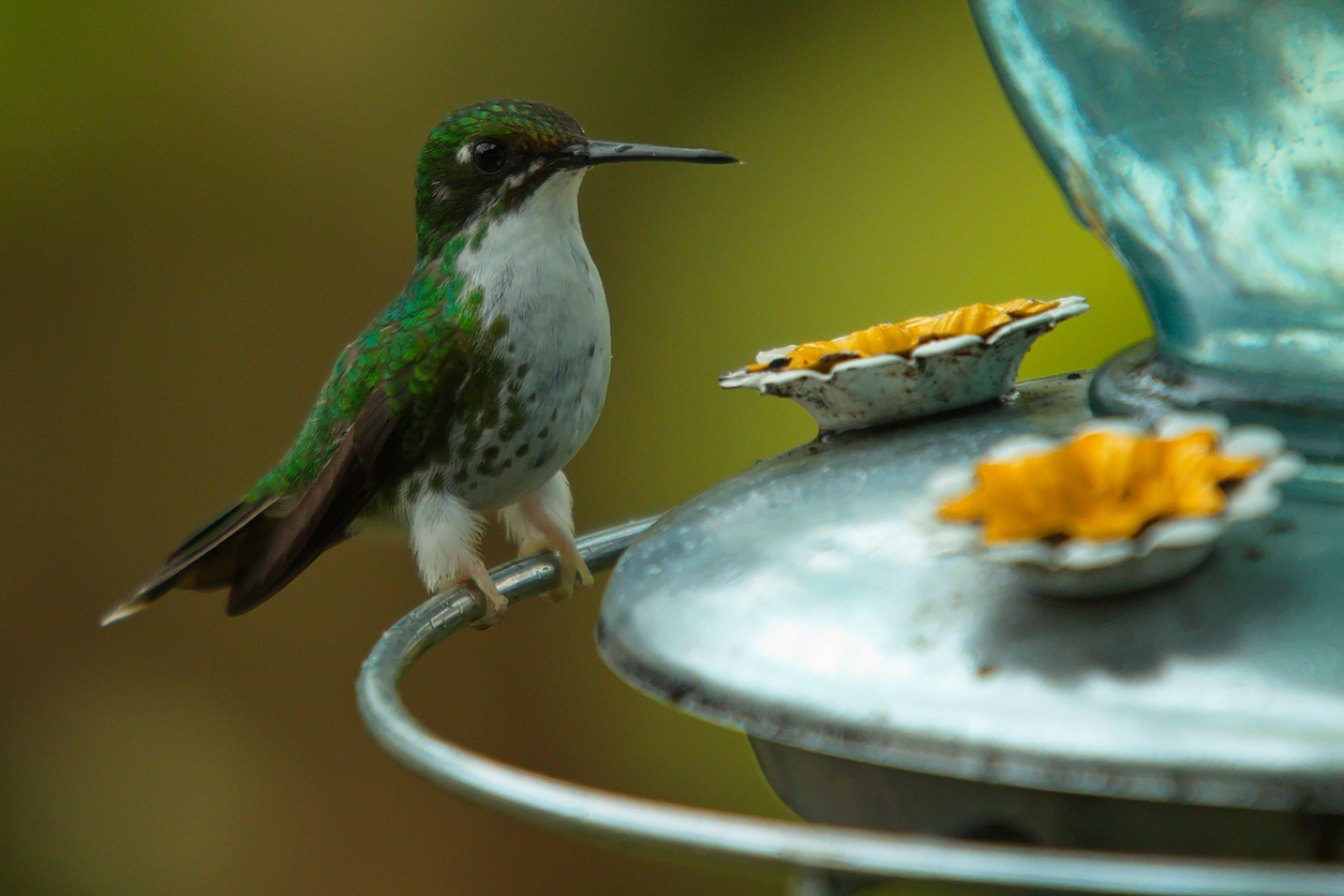 7 reasons your hummingbird feeder isn’t getting much traffic—and what ...