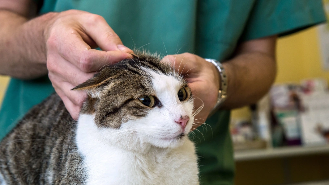 Recognizing end-of-life signs in cats