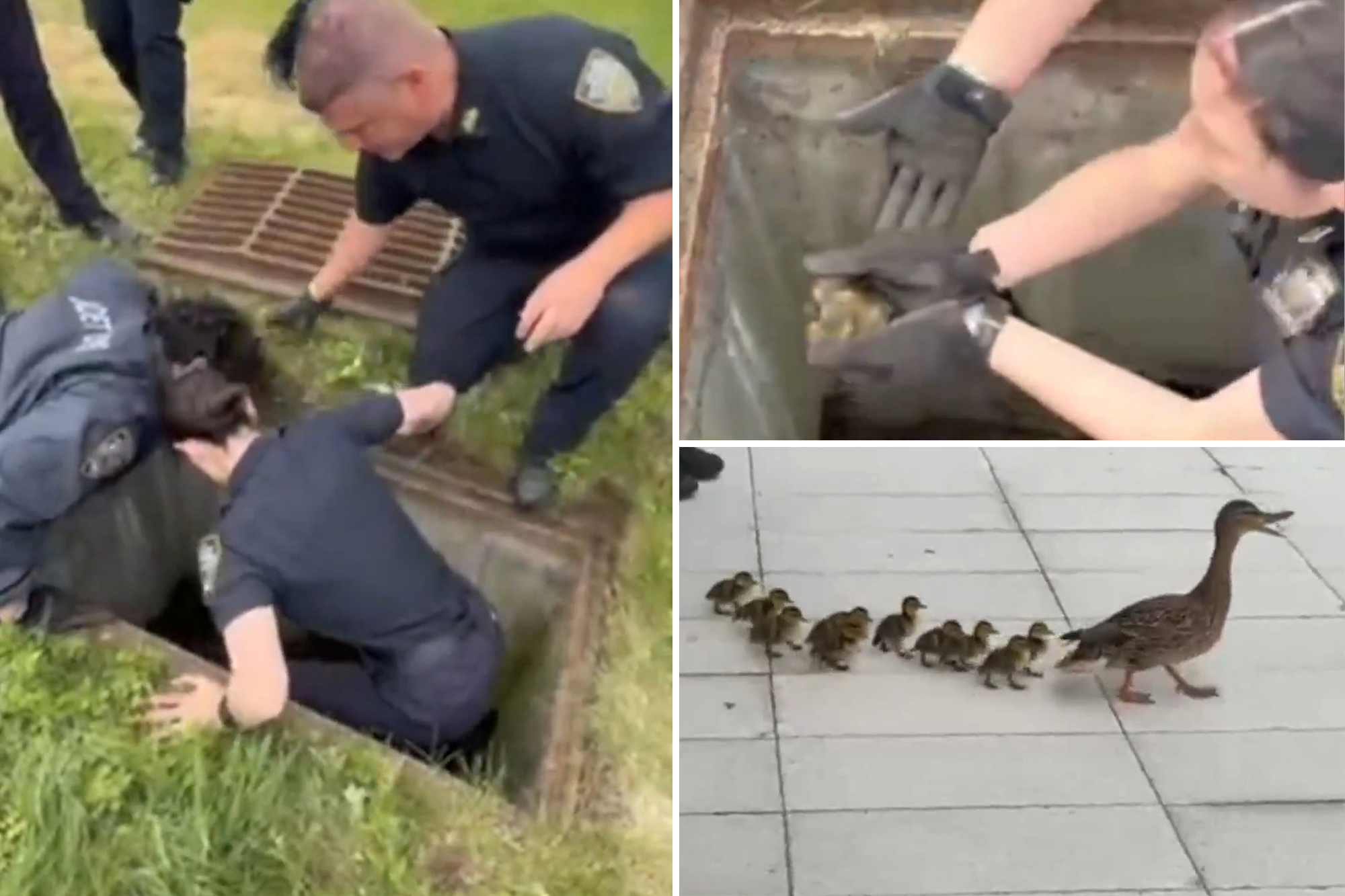 NYPD cops heroically save 11 ducklings from storm drain in front of ...