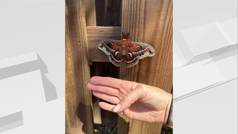 Backyard surprise: Viewer finds largest moth in North America on fence