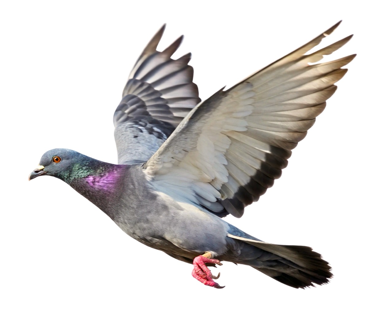 Pigeons may navigate using magnetic cells in their liver
