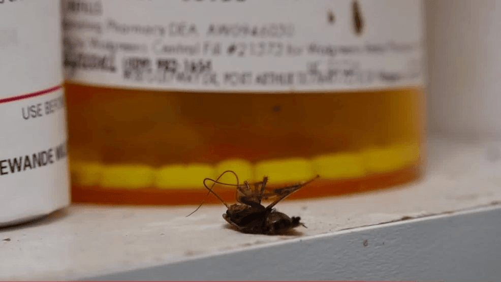 Tenant alleges rats, roaches infest apartment as management denies claims