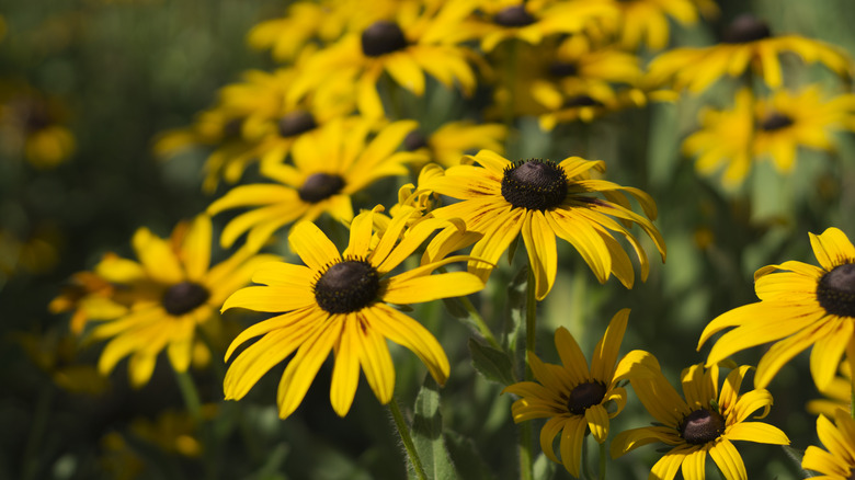Savvy gardeners know that deadheading these 12 common flowers is a mistake