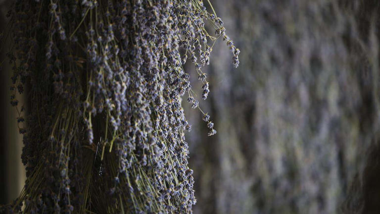 You can pick your own lavender at this SLO County farm. Here's a look