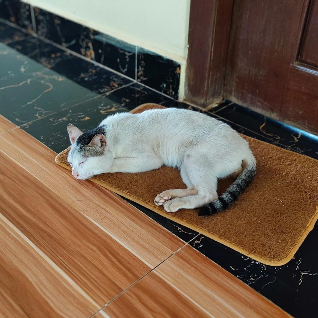 The surprising truth about severe cat matting