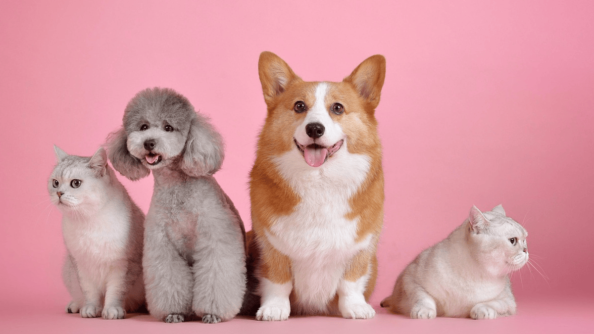 The 7 dog breeds that will absolutely love you the most