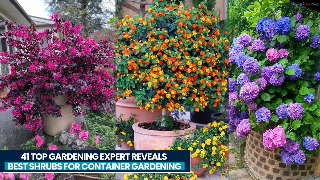 Easy care shrubs for stunning container garden displays