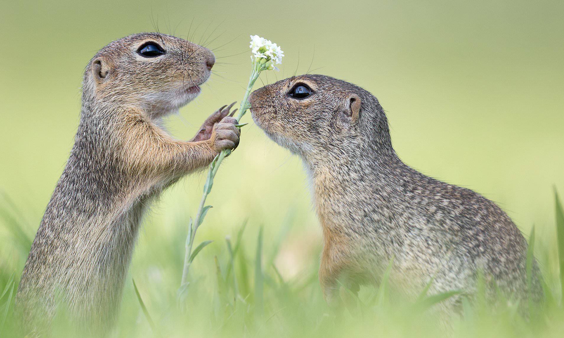 Sweet snap shows squirrels sharing a dandelion