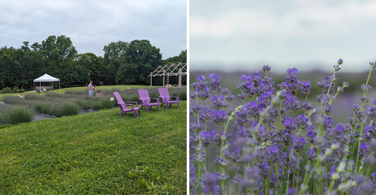 This hidden Indiana lavender farm smells like pure heaven from the ...