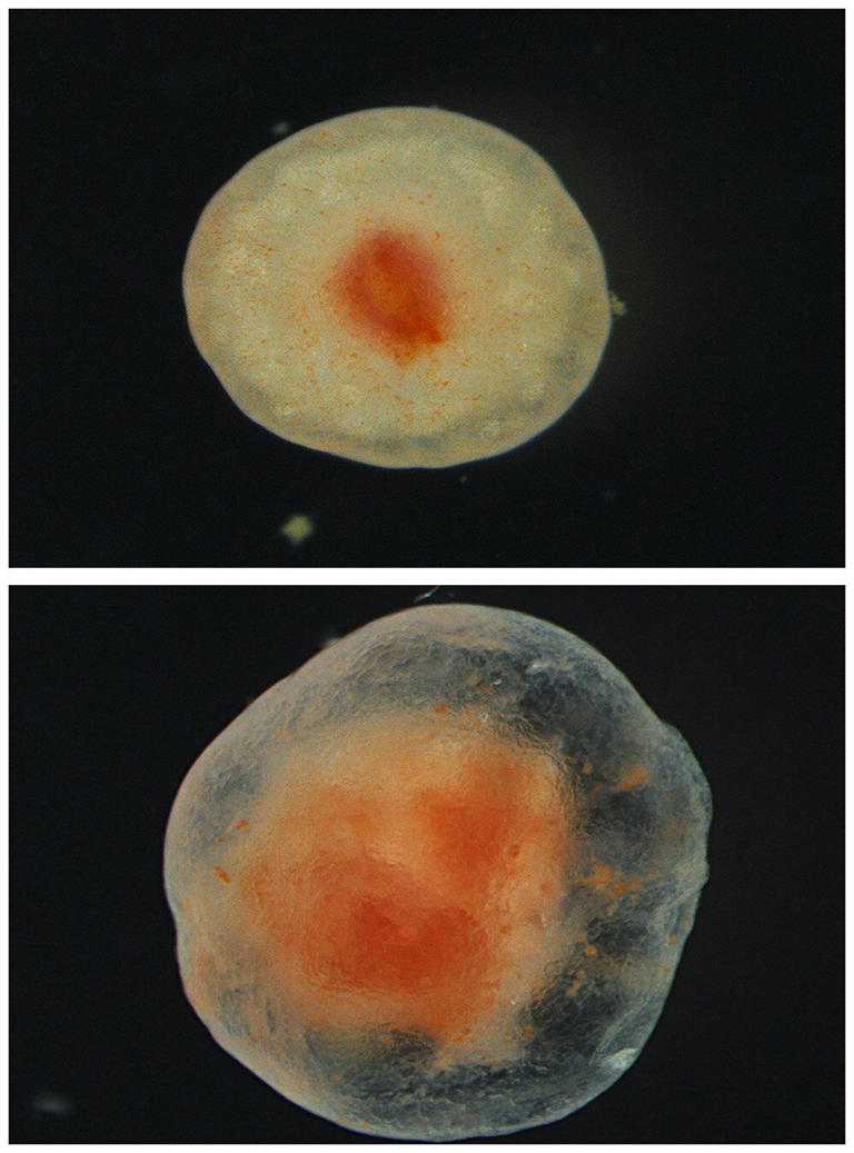 Scientists say they've discovered 'little lab zombies'—seemingly ...
