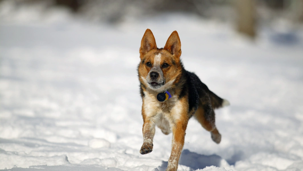 10 healthiest and unhealthiest dog breeds