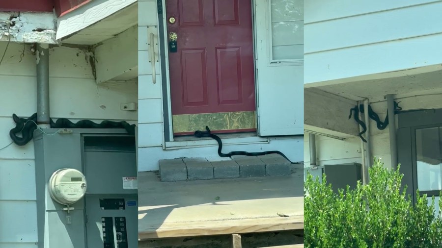 Snake house: Viral video shows central Arkansas home overrun with snakes