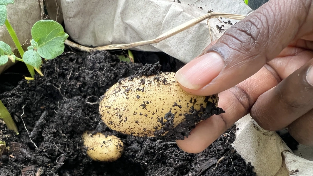 Understanding sprouted potatoes and safety risks