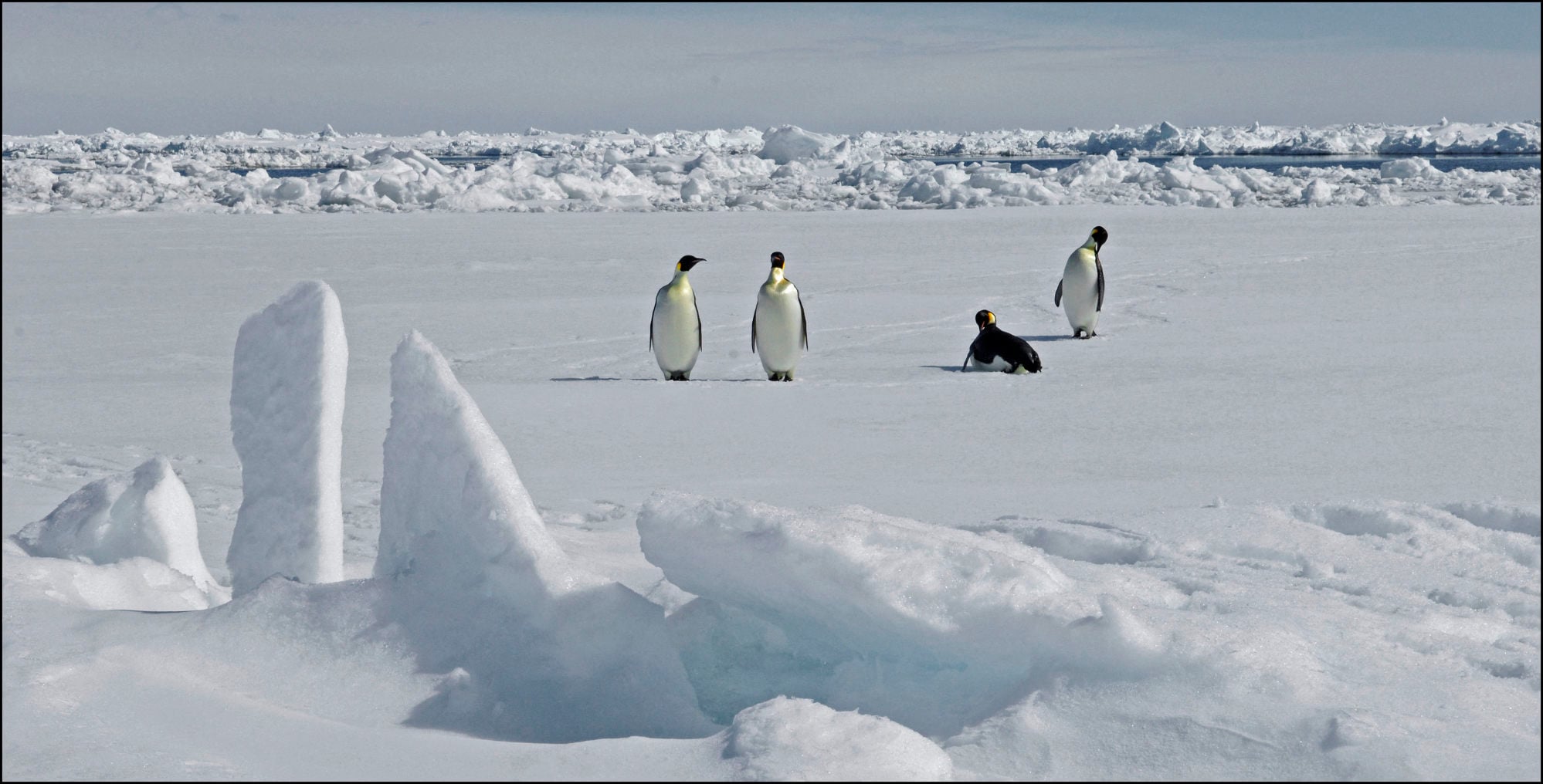 Japanese MP’s claim China eyes Antarctic 'treasure trove' dismissed