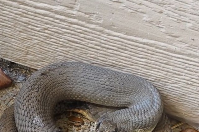 Homeowner comes back to find 'angry' hognose snake guarding the front door