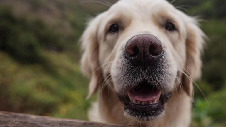 Look at this golden retriever's hilarious morning routine with her ...