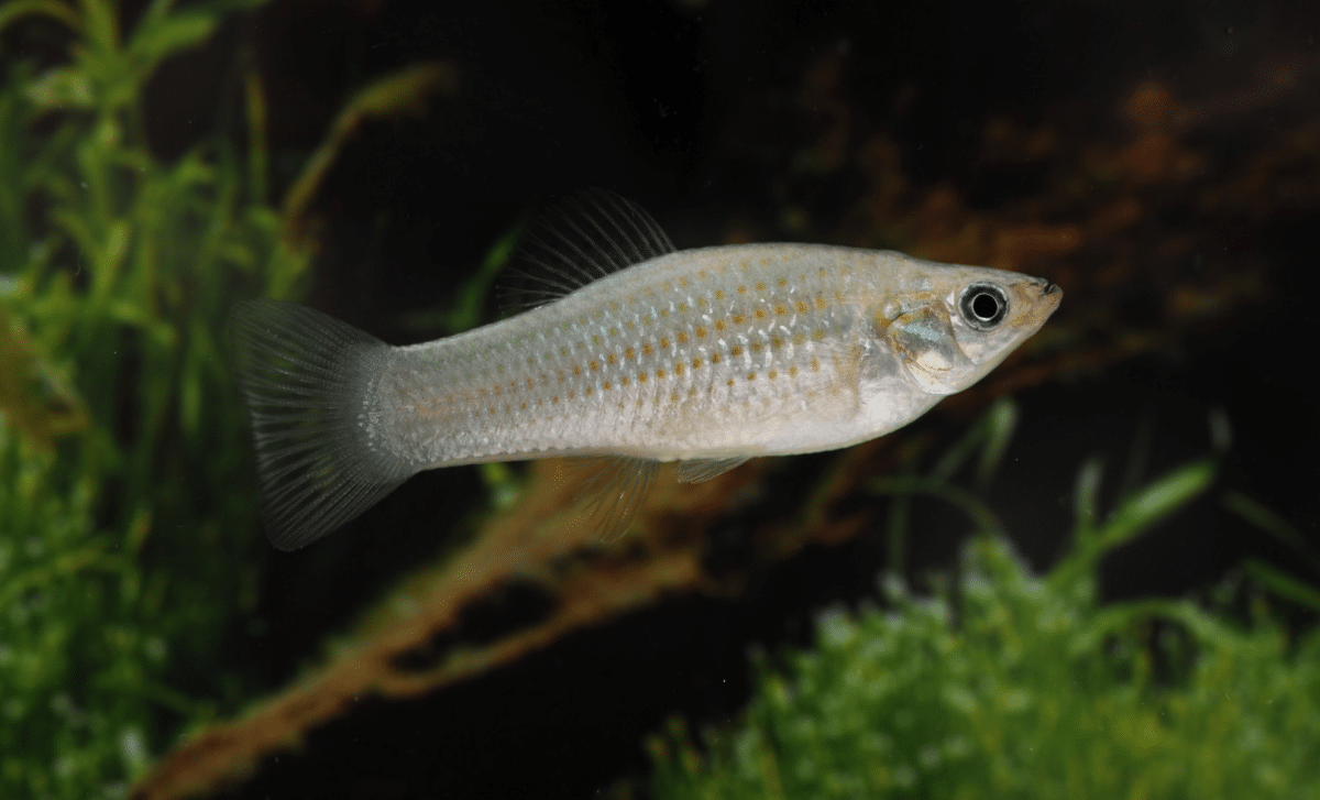 Meet the Amazon molly: A fish species that has lived 100,000 years ...