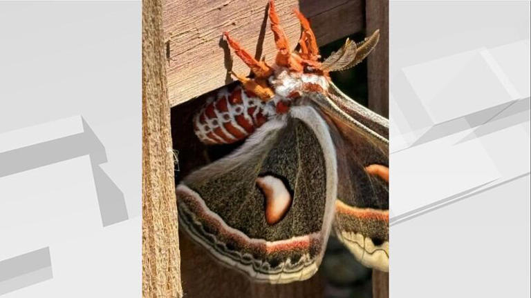 Backyard surprise: Viewer finds largest moth in North America on fence