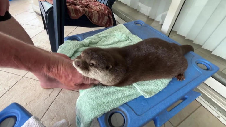 Meet Splash: Rescue otter helps law enforcement agencies crack cold cases
