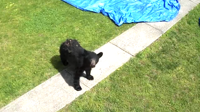Video: Bear cub curious about bounce house in Montague yard