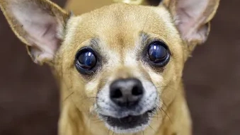 10 healthiest and unhealthiest dog breeds