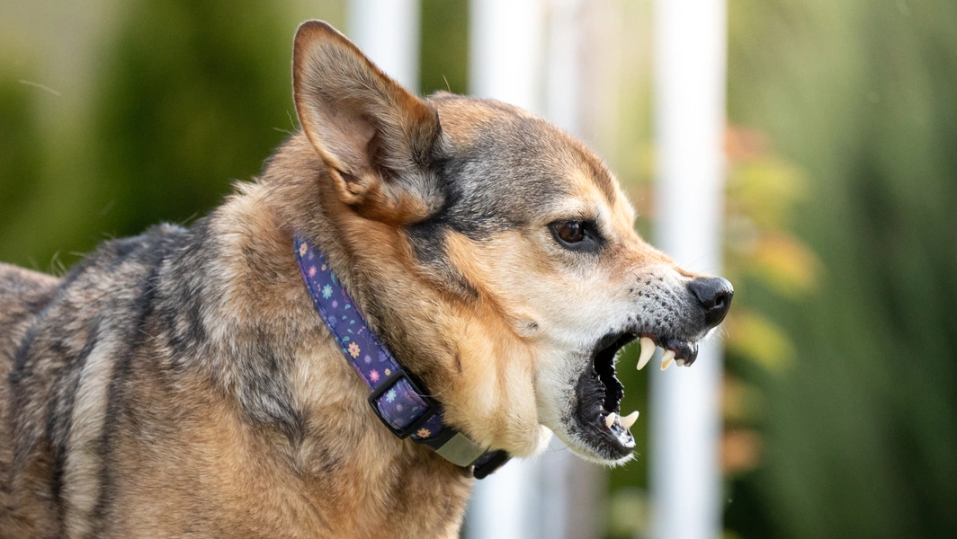 Recognizing early warning signs of dog aggression