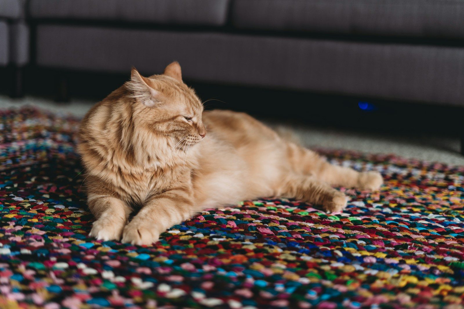 Why do some cats form friendships with prey animals?