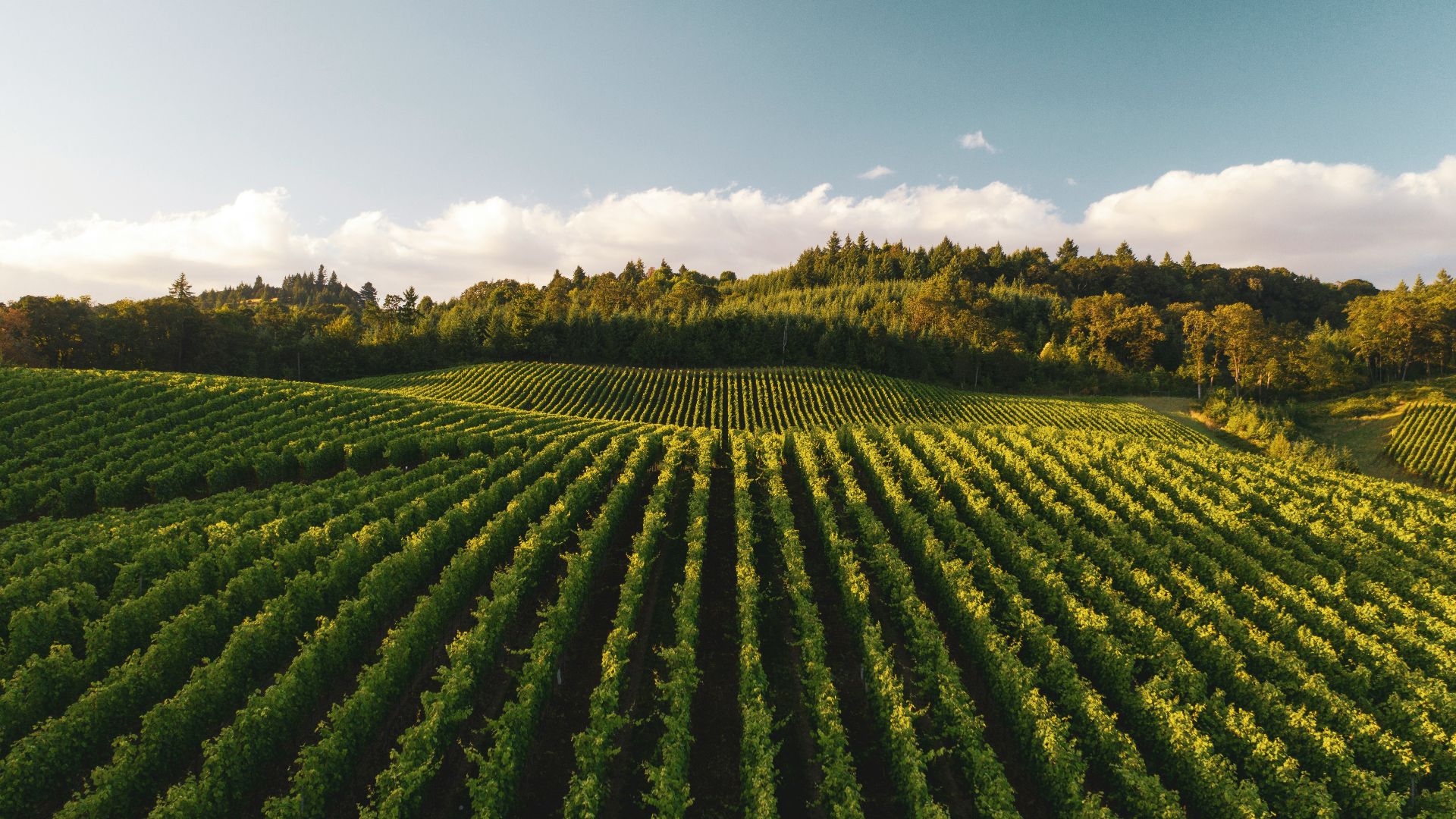 The 20 biggest organic farms worldwide