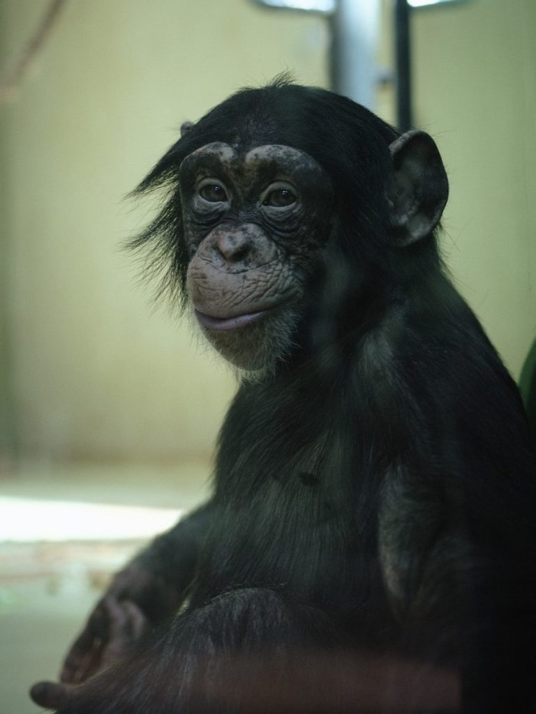 Inside Michael Jackson’s remarkable collection of beloved pets