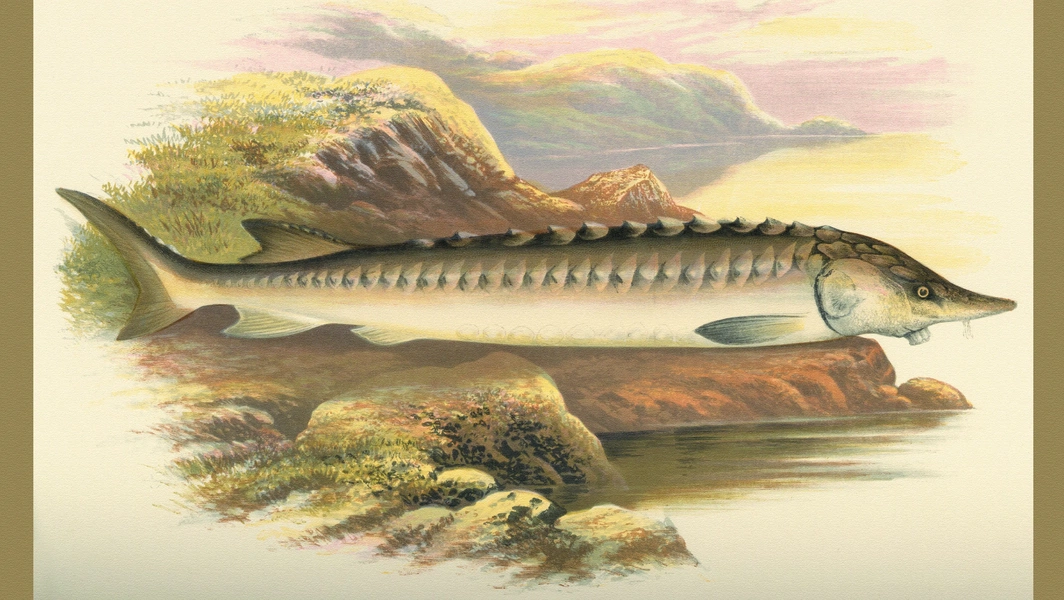 15 massive fish species of the Great Lakes