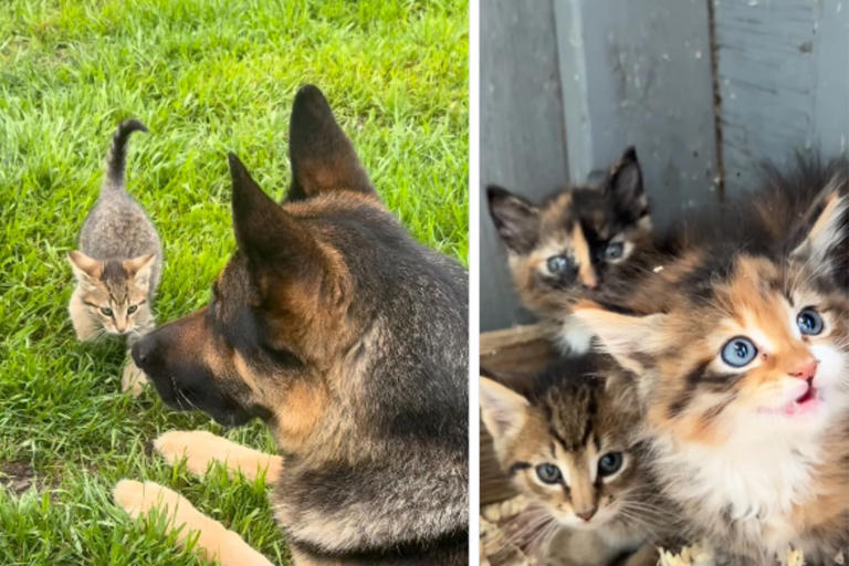 German shepherd's odd behavior leads to a shocking discovery