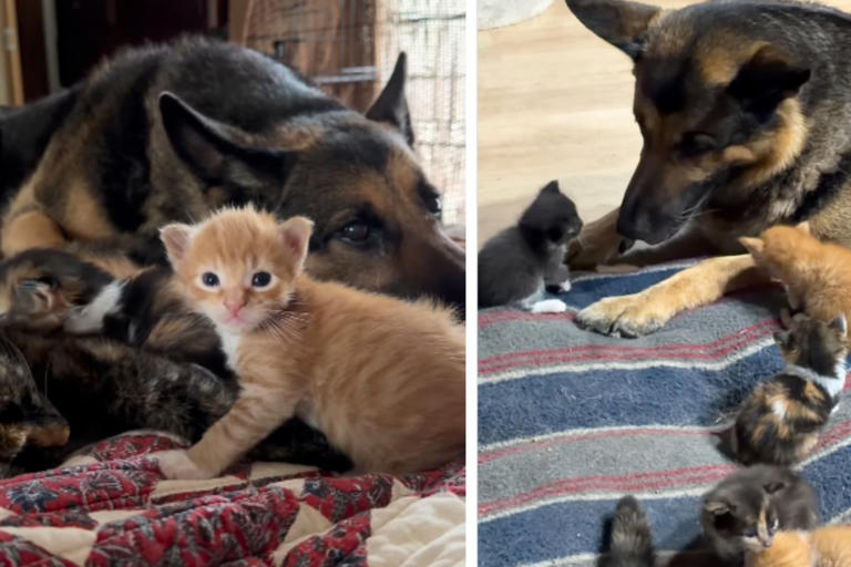 German shepherd's odd behavior leads to a shocking discovery