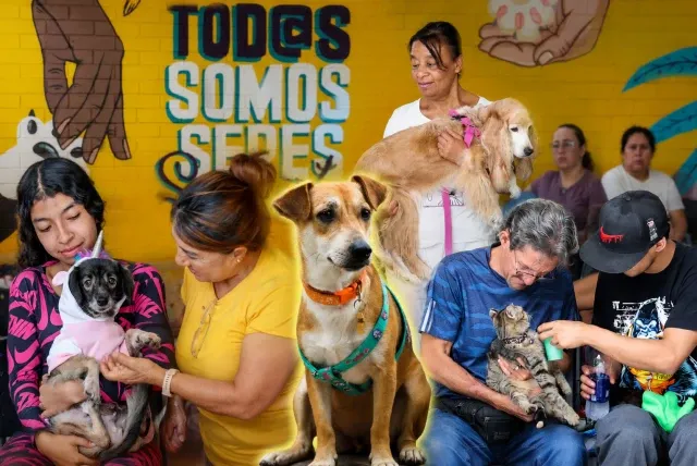 Más de 400 animales abandonados en Cali durante 2026: la cruda realidad ...