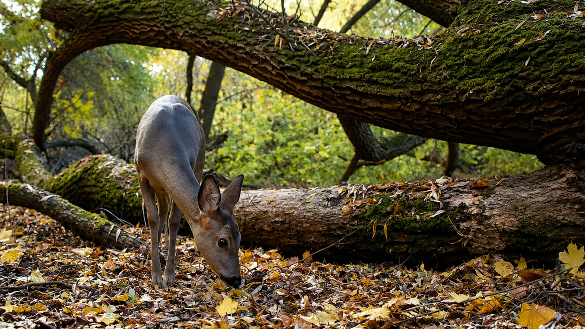 A wildlife camera captured this deer exploring the forest floor