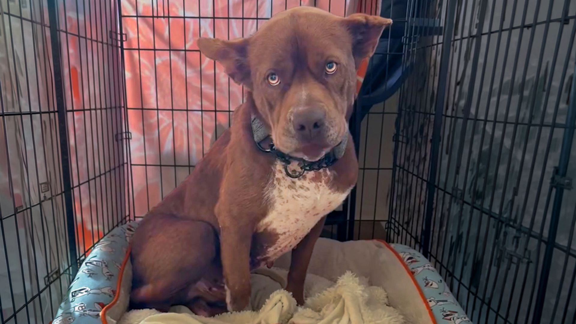 The rescue community saves this sick pittie — twice