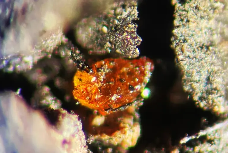 First-ever amber discovery in Antarctica reveals lost prehistoric ...