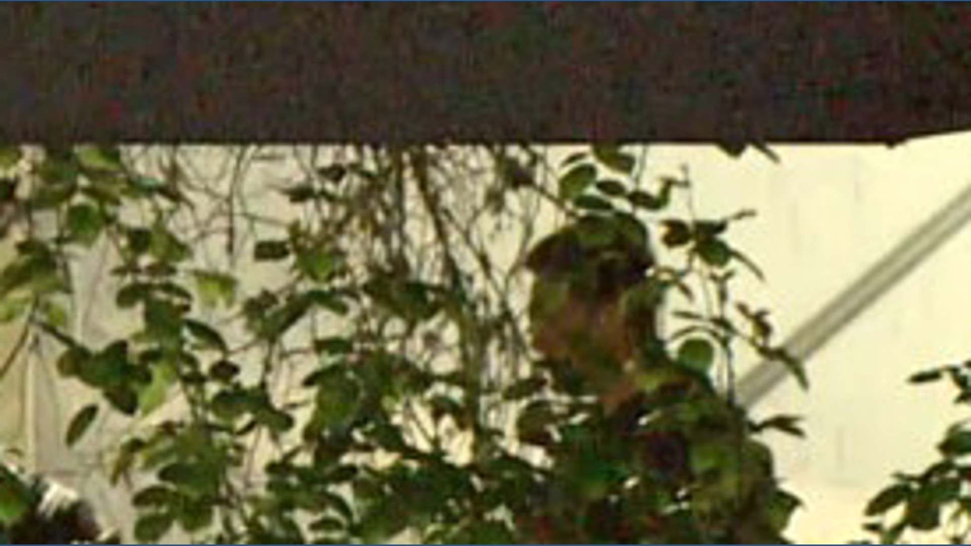 High school student shot and killed in Federal Way