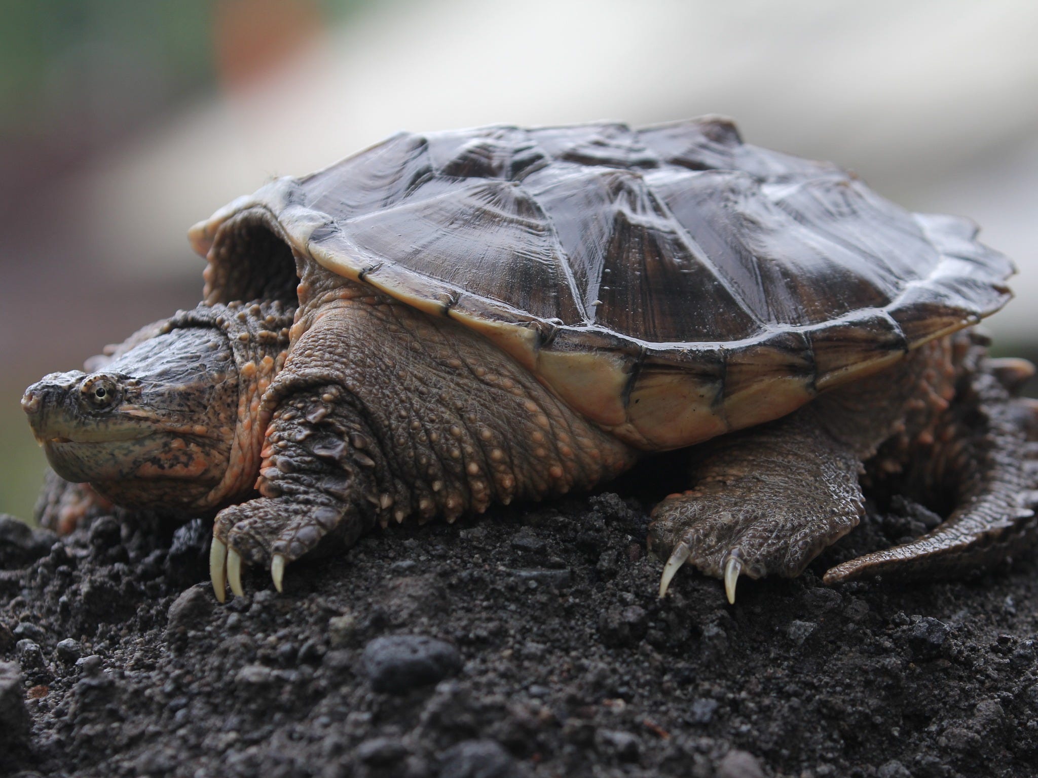 Invasive snapping turtles becoming 'concerning' issue on Rogue River