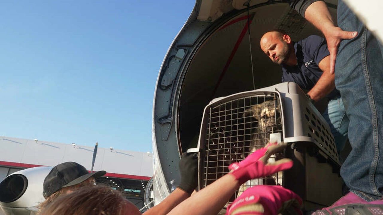 Houston airlifts dogs ahead of World Cup