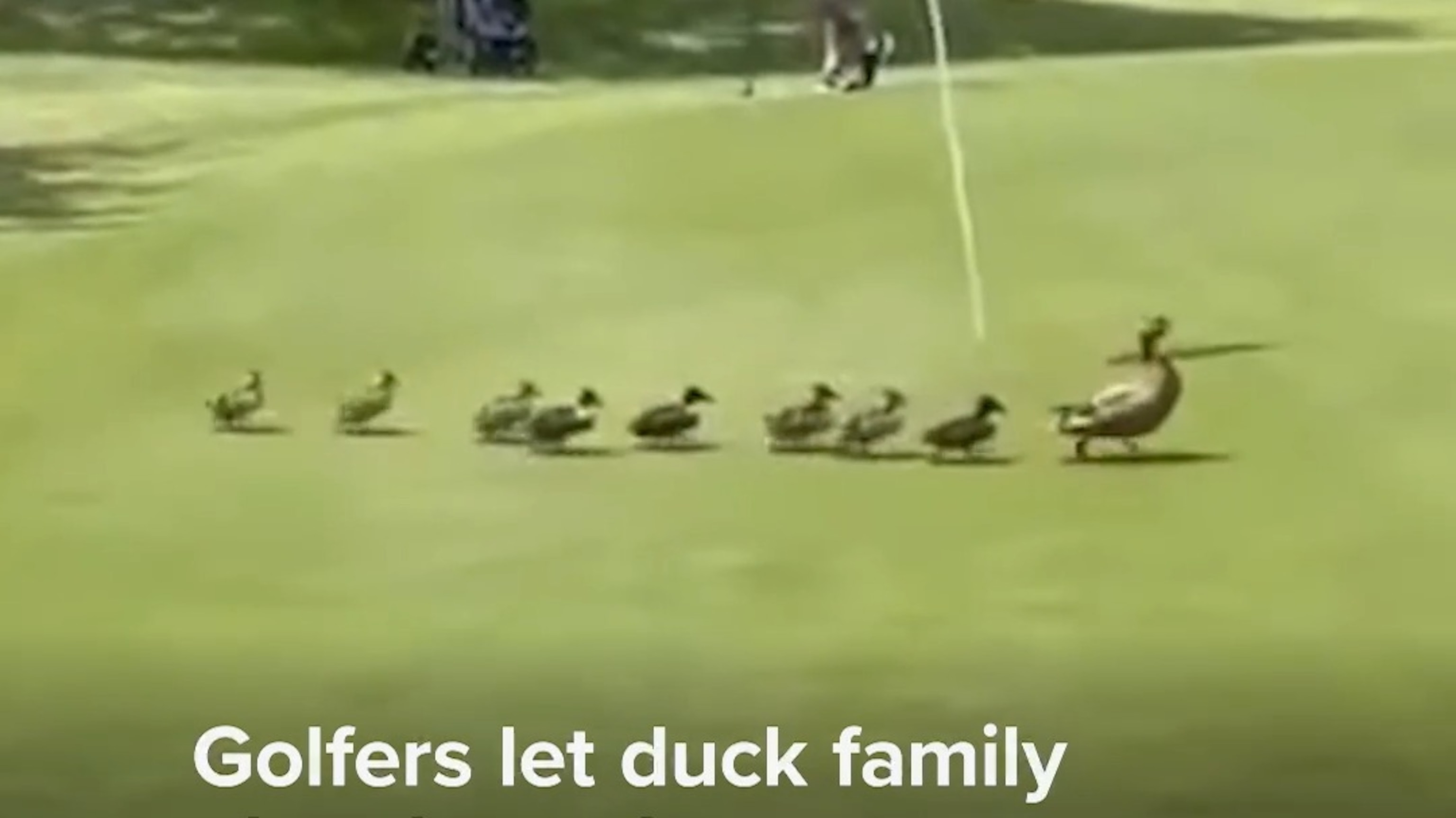 Golfers let duck family play through on Washington course