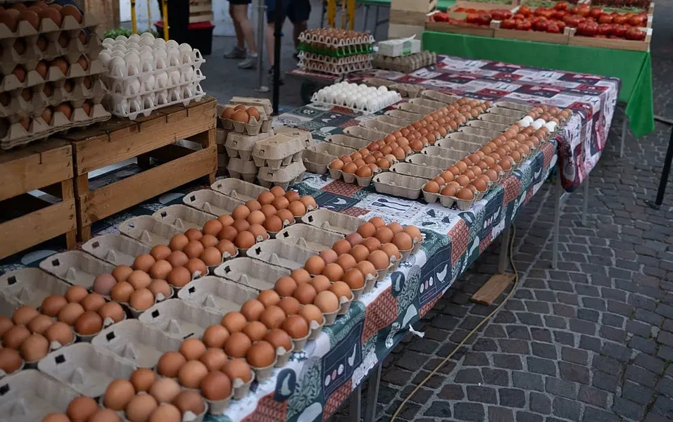 Pasture-raised eggs offer welfare benefits, modest nutrition gains
